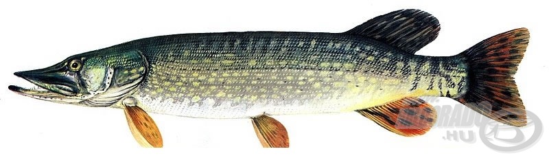 Írás - A csuka - Haldorádó horgász áruház